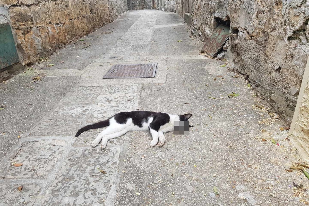 otrovana-macka-cavtat | Općina Konavle